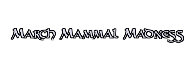 MTGNexus - March Mammal Madness