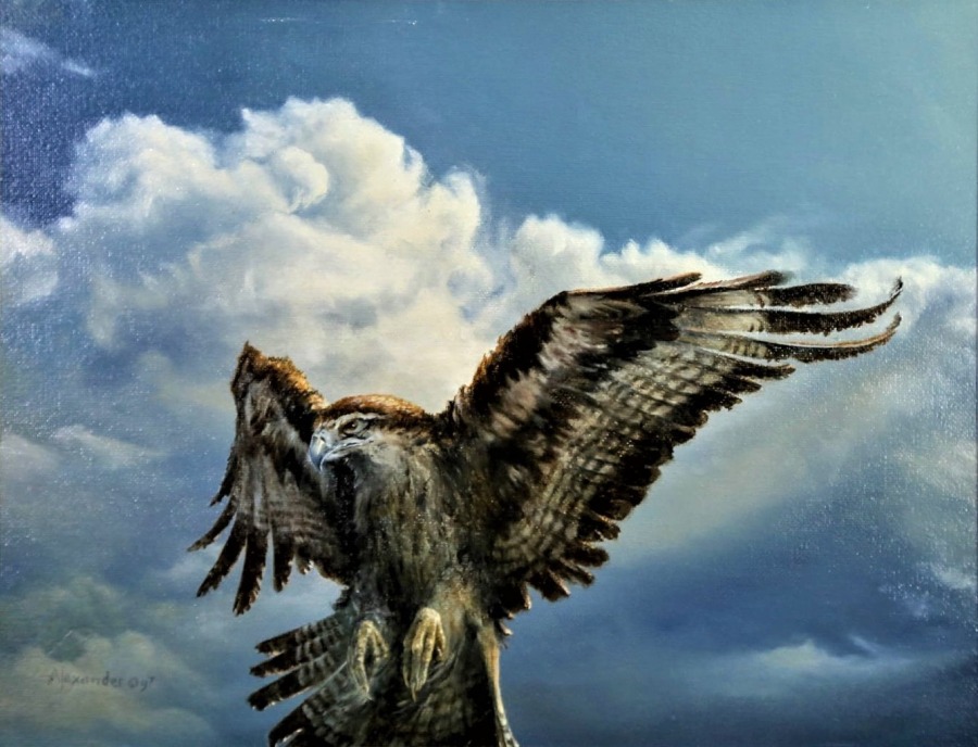 MTGNexus - Welkin Hawk Art by Rob Alexander