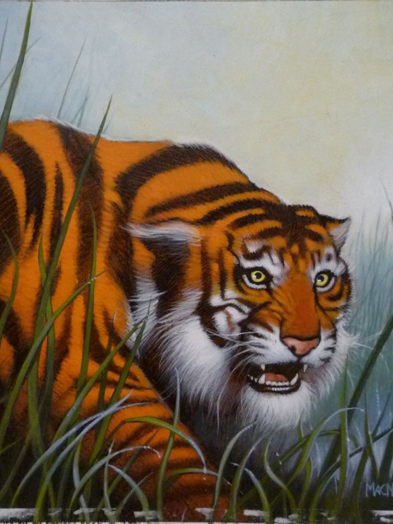 MTGNexus - Stalking Tiger Art by Colin MacNeil