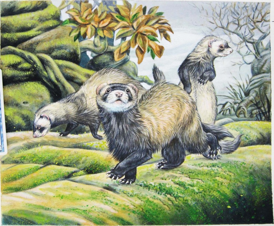 MTGNexus - Repopulate Art by Una Fricker